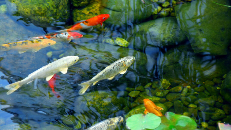 Backyard Ponds: Fish Selection and Care Guide - OC Pond and Fountain Care