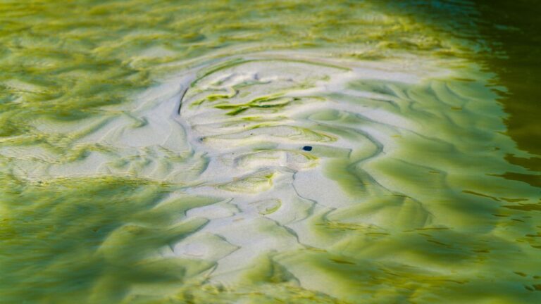 Expert Sludge Removal for Ponds in Orange County | OC Pond Services